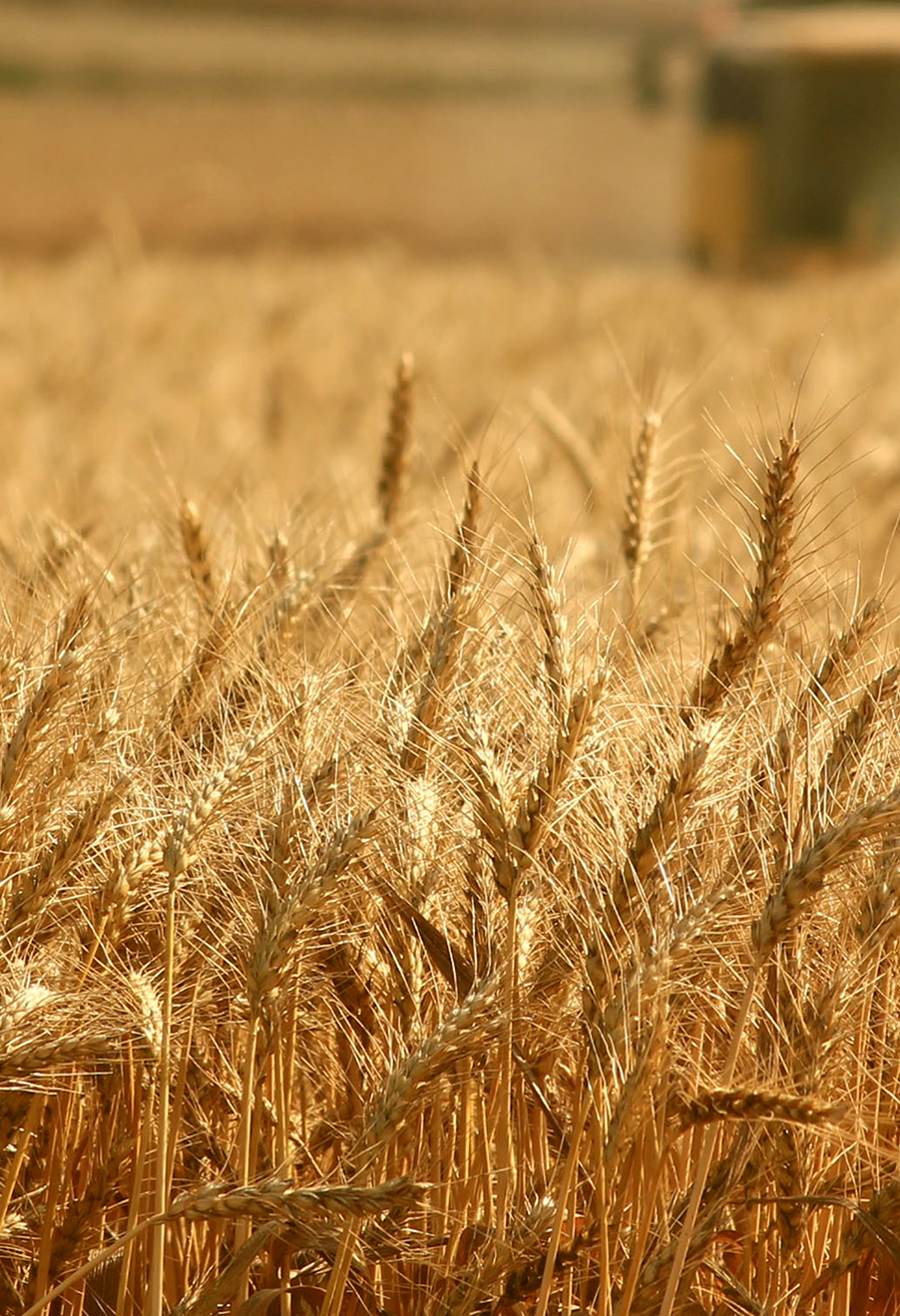 Cultivos | Website Forgasa